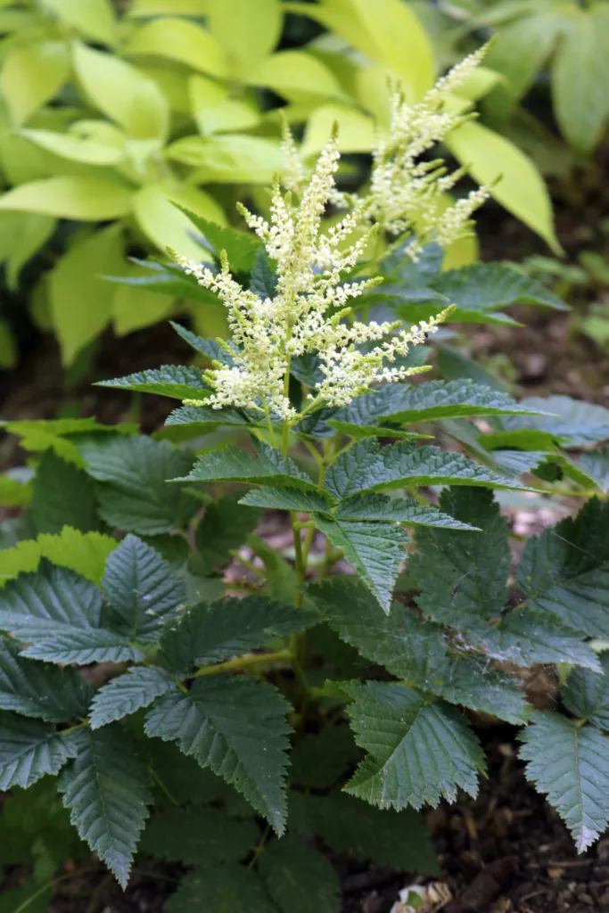 Geißbart | Aruncus 'Sparkles'