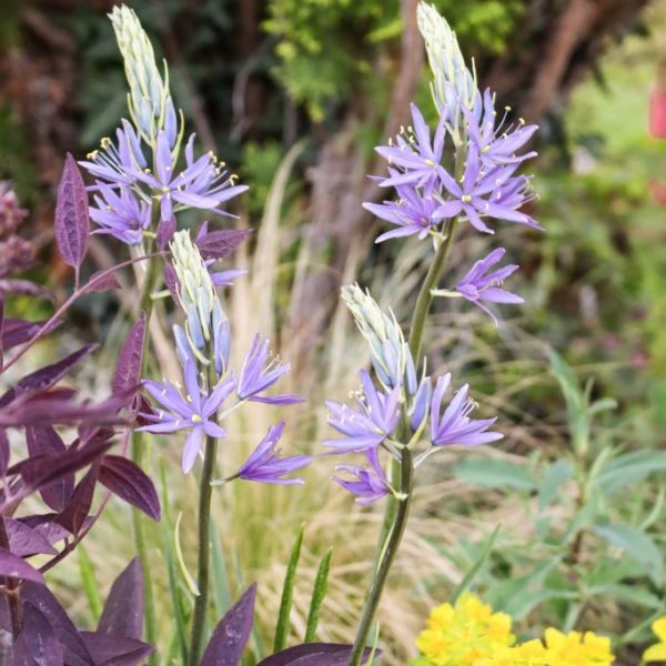 Agavenblättriger Mannstreu - Eryngium agavifolium | Pflanzkompass