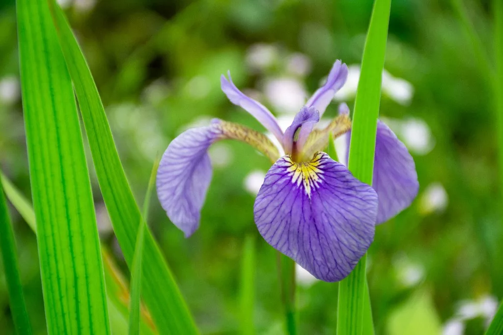 Borsten-Schwertlilie | Iris setosa