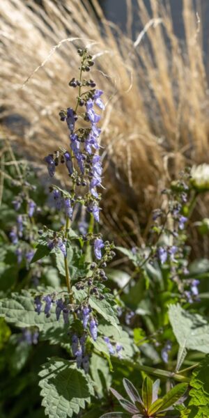 Dong-Ling-Cao - Isodon rubescens | Pflanzkompass