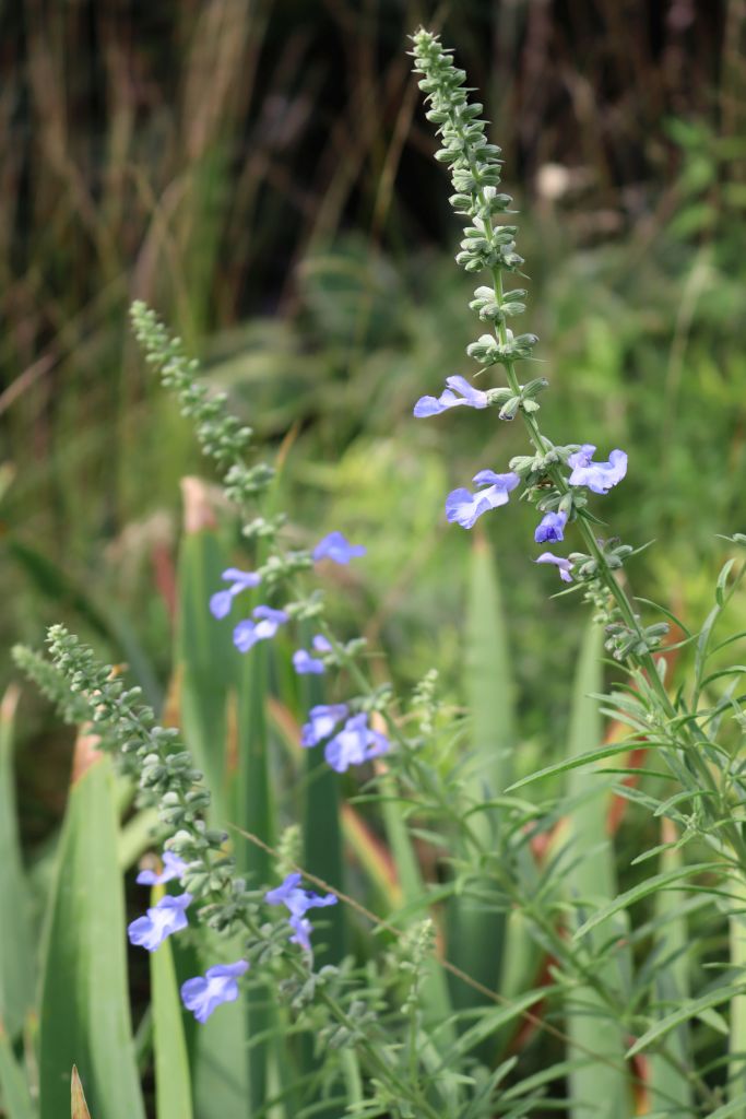 Prärie-Salbei - Salvia azurea var. grandiflora | Pflanzkompass