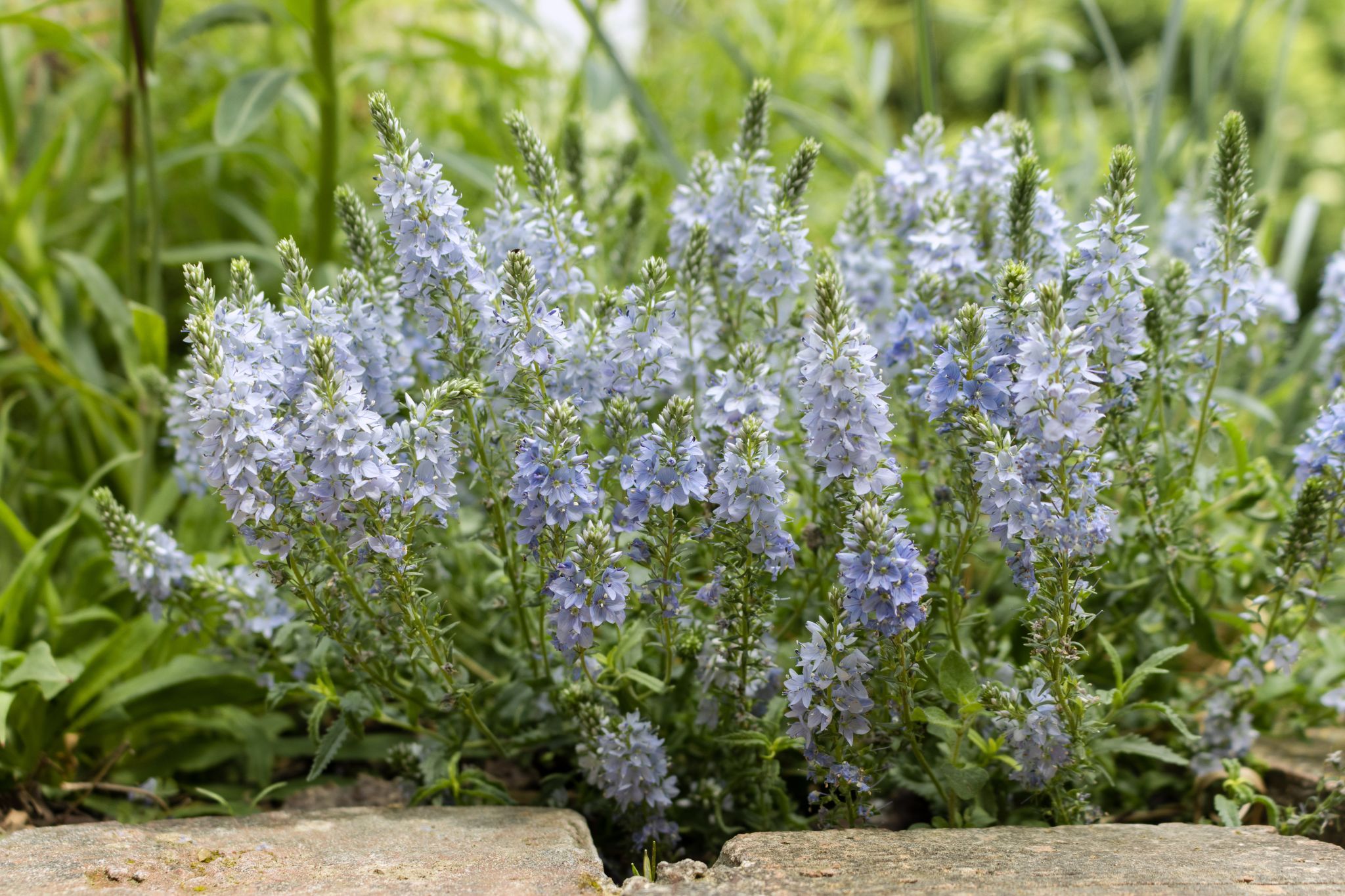 Niederliegender Ehrenpreis - Veronica prostrata | Pflanzkompass